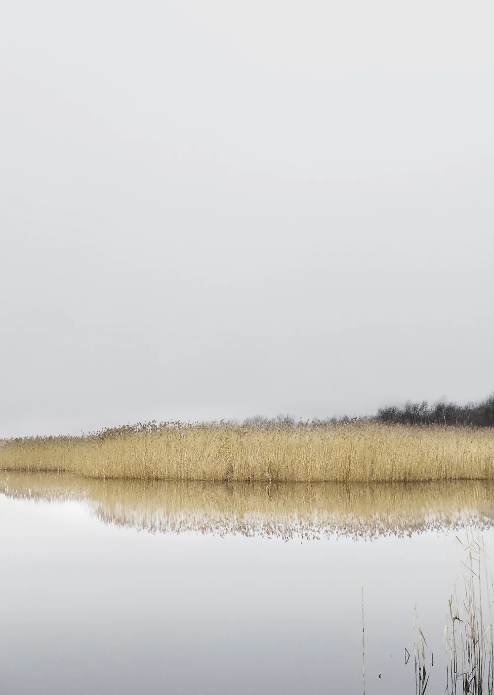 Marsh Views Portfolio — C. Max Schenk