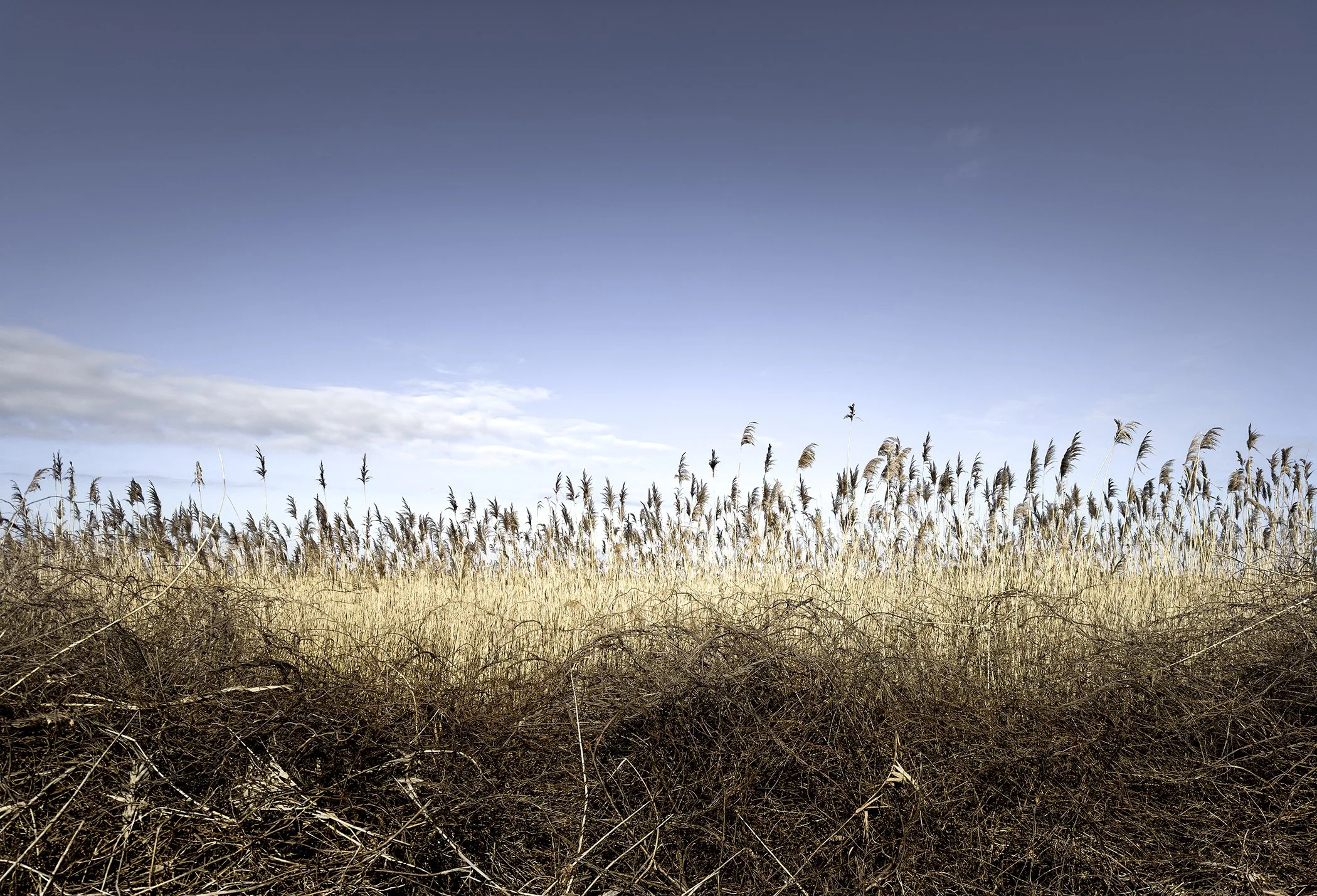 Marsh Views Portfolio — C. Max Schenk