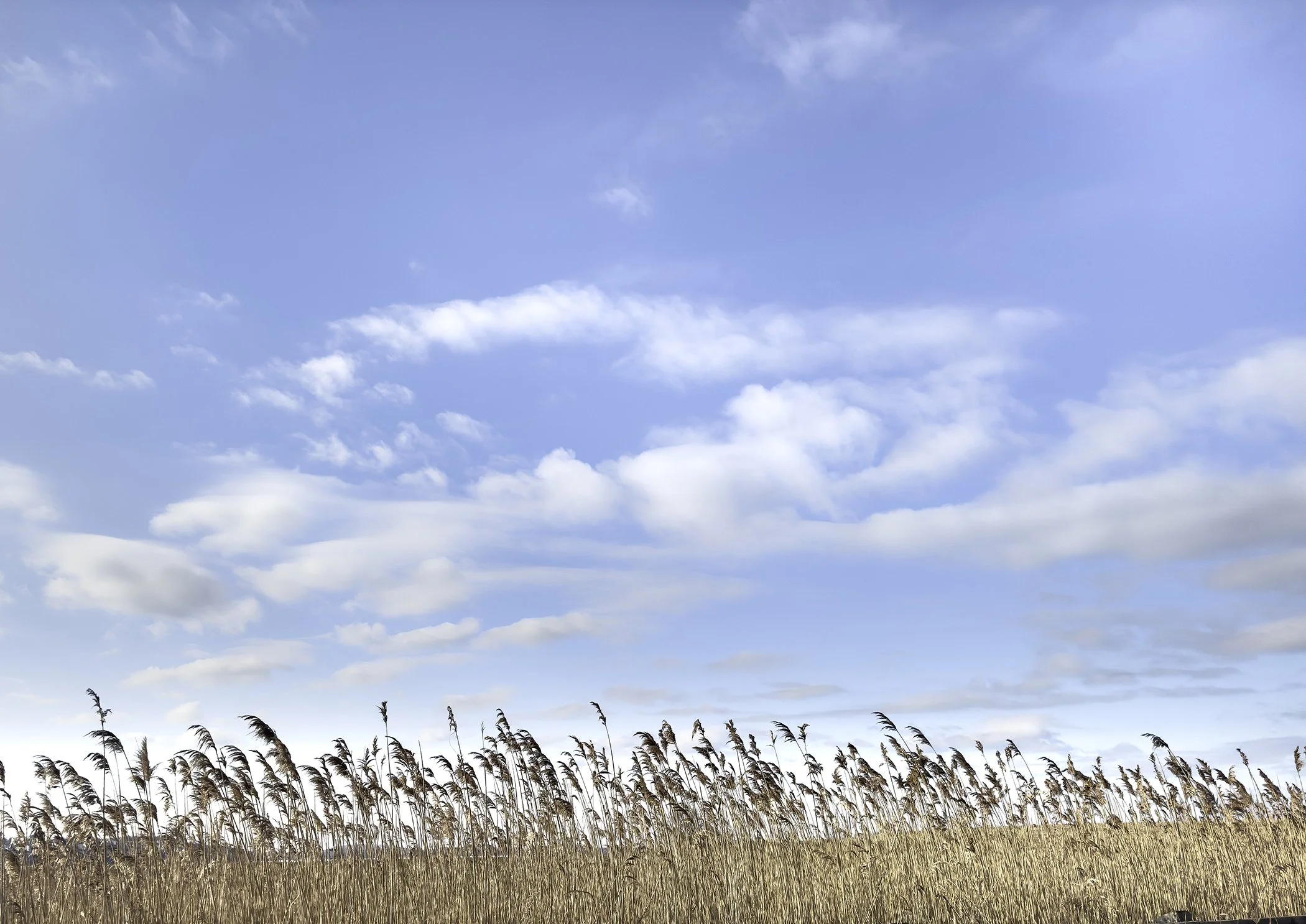 Marsh Views Portfolio — C. Max Schenk