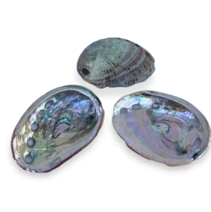 Mini Abalone Shell — The Sparrow Studio