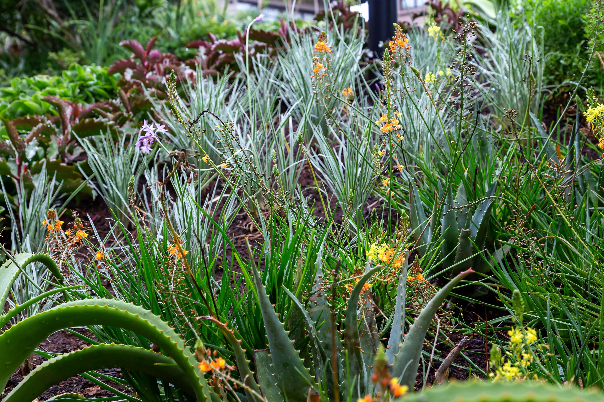 Umvumvu Drive — Eco Balance Landscaping Ballito | Garden Services ...