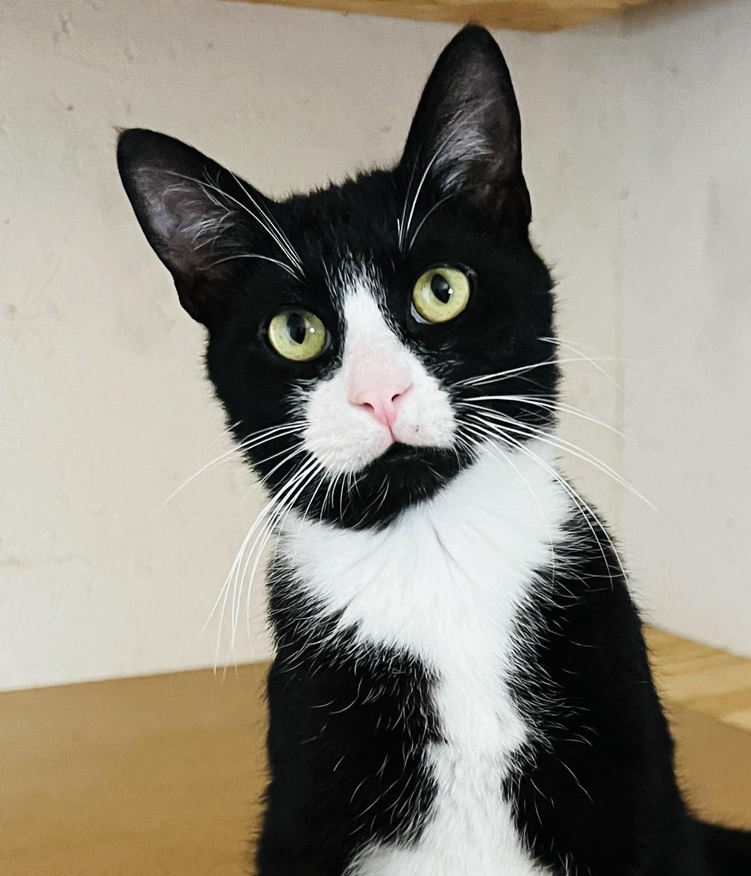 Humane Society of Statesboro & Bulloch County