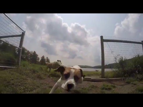 Countryside Dog Camp & Boarding | Dog Kennel Boarding | Doggy Daycare NEPA
