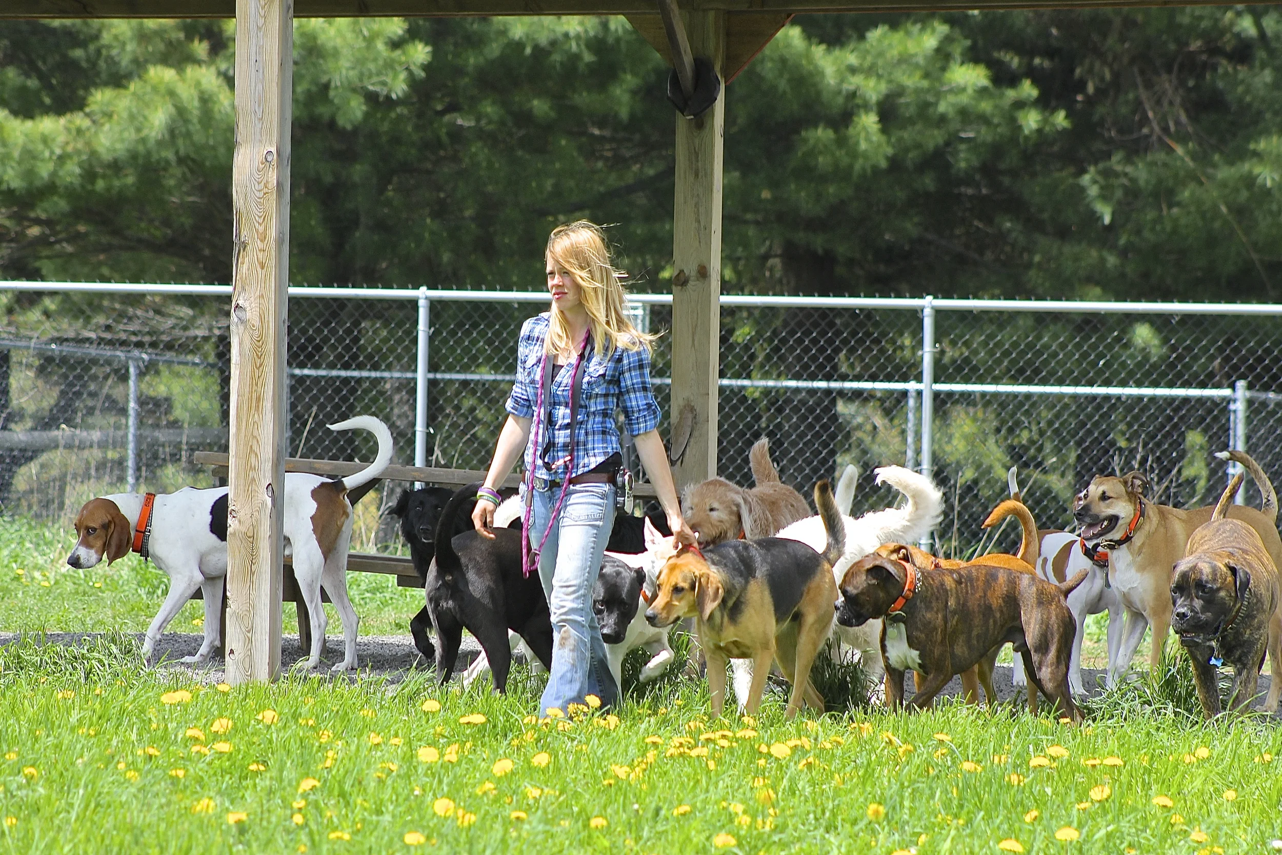 Prepare Your Pooch for Camp — Eva's Dog Camp