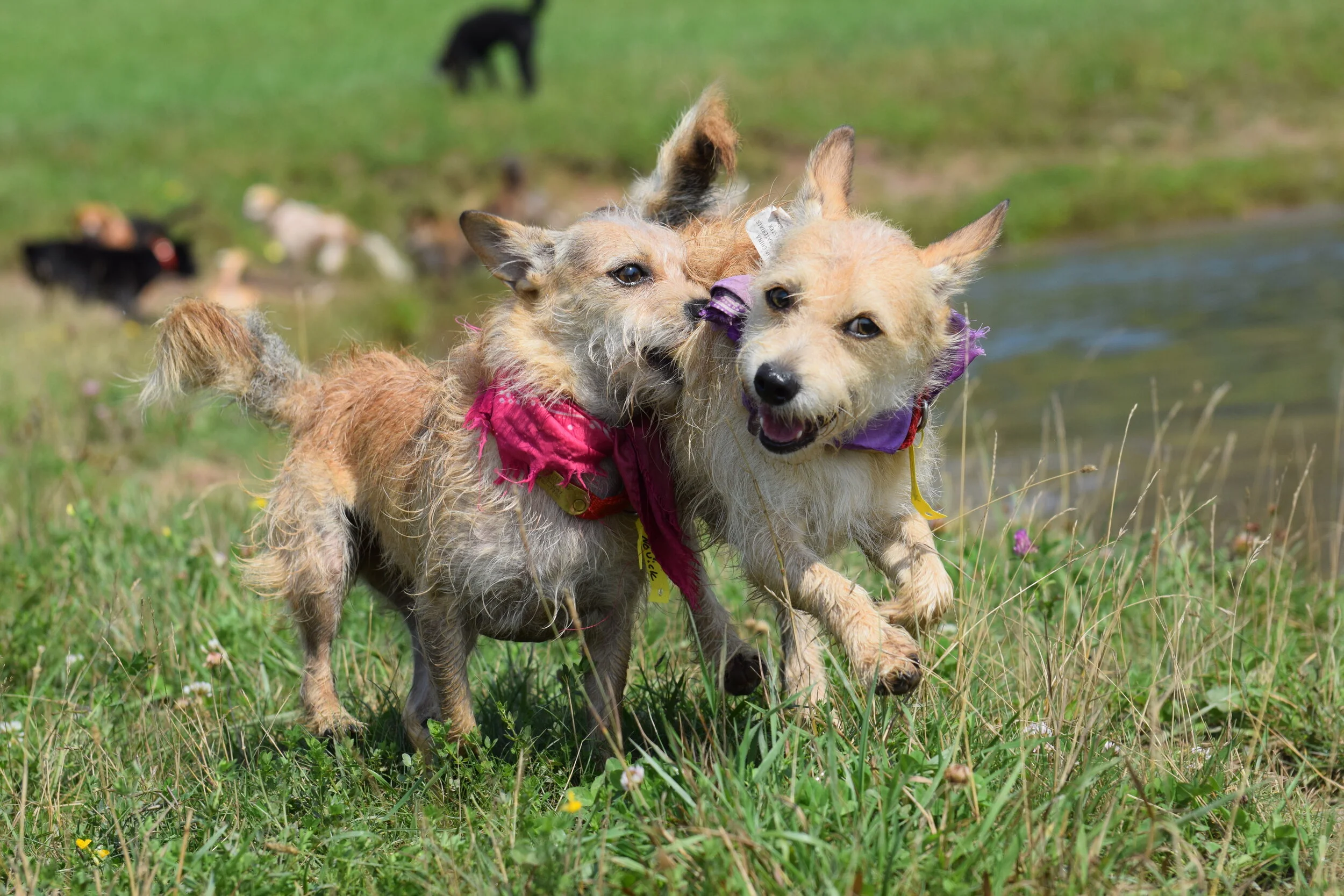 Prepare Your Pooch for Camp — Eva's Dog Camp