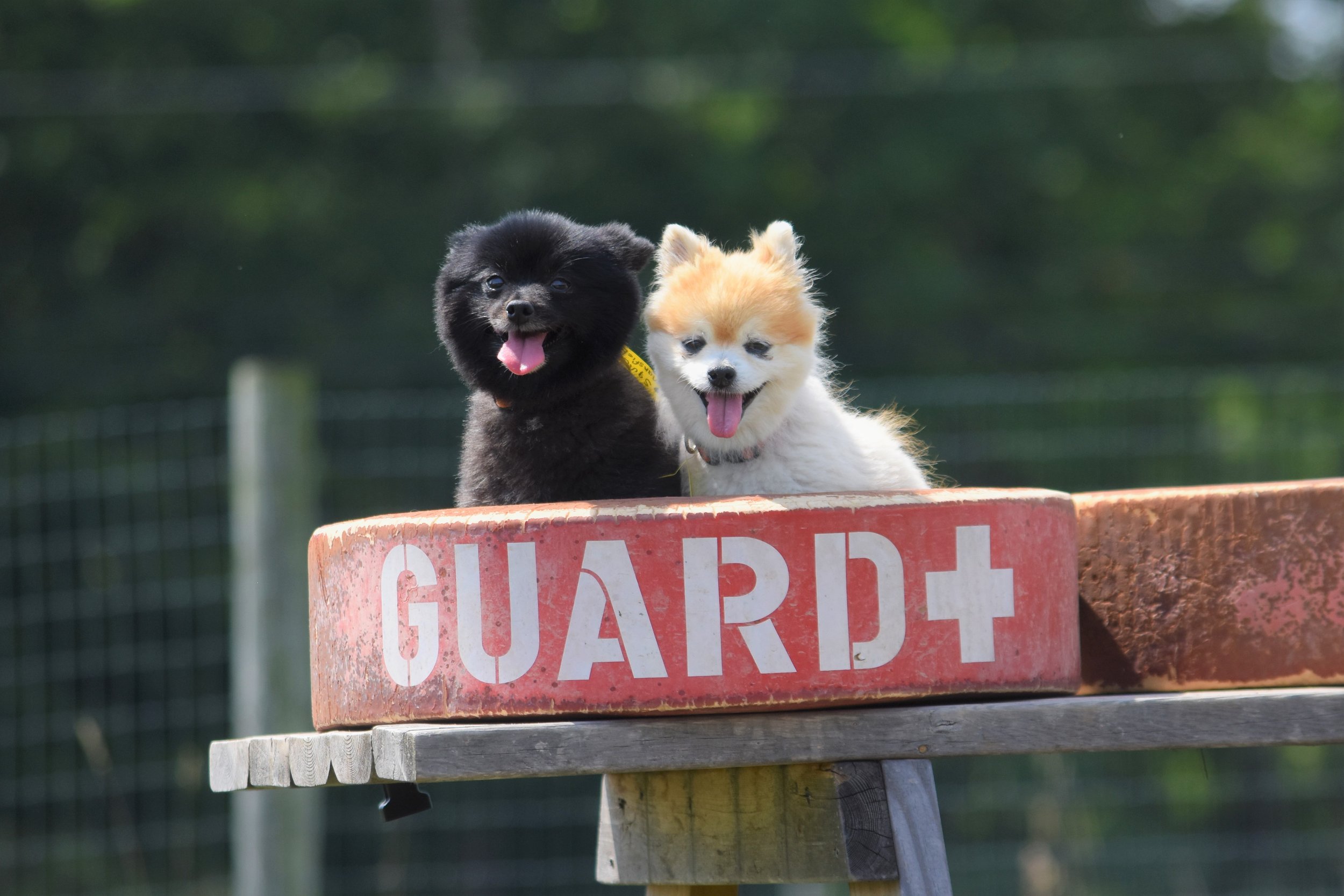 Rates — Eva's Dog Camp