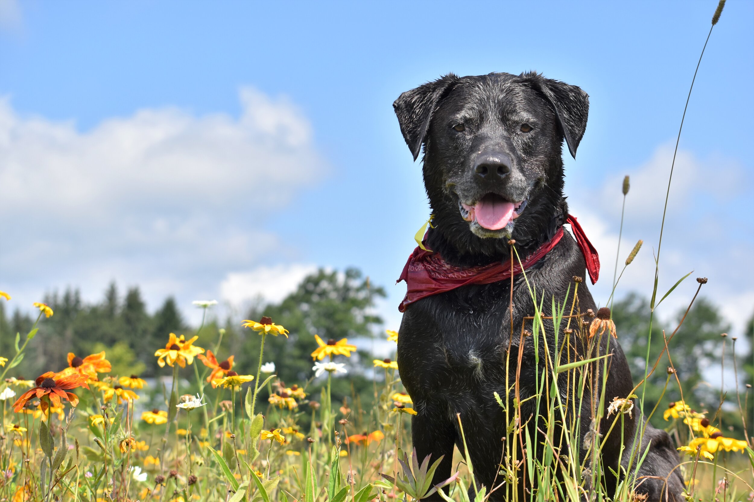 Rates — Eva's Dog Camp