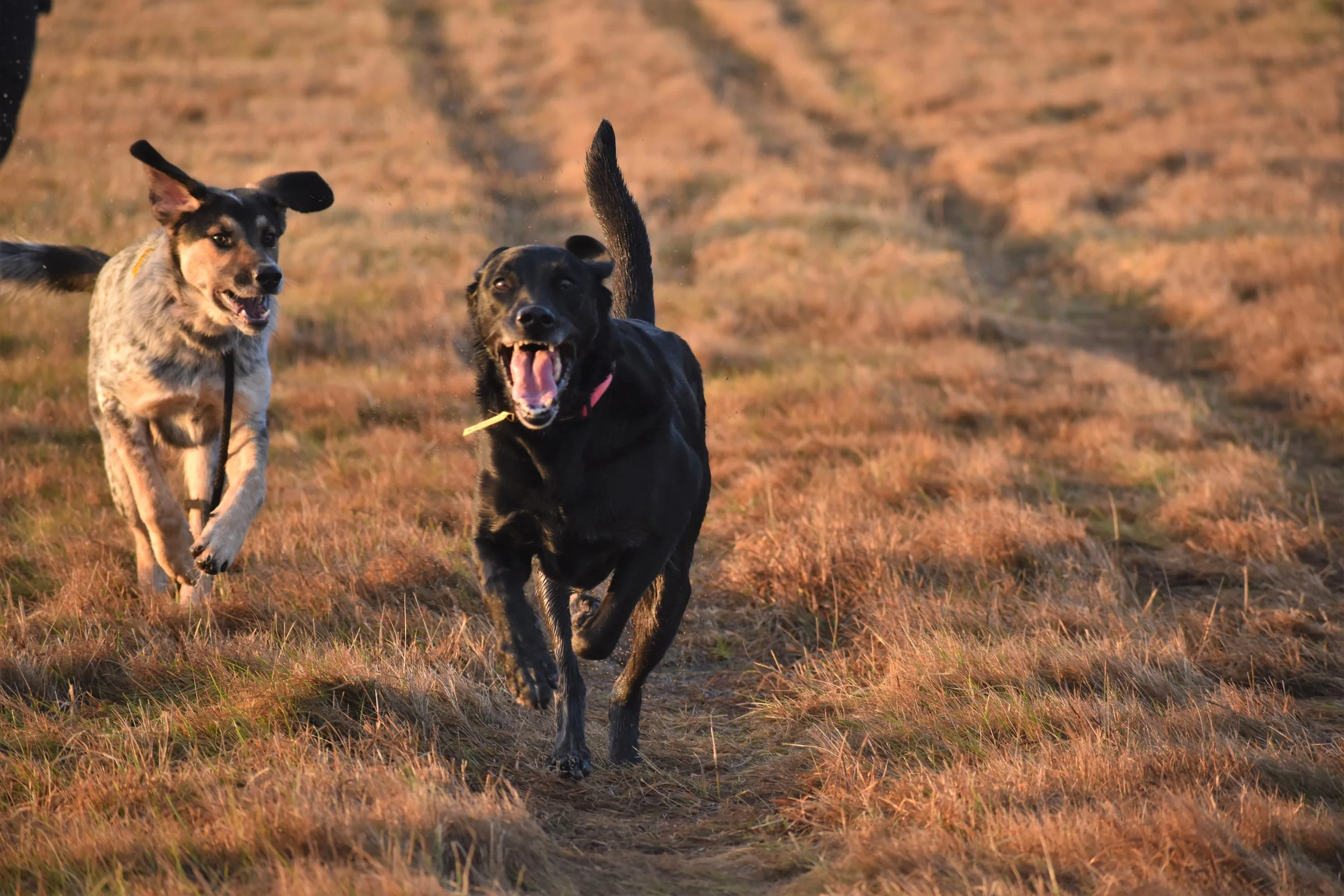 Rates — Eva's Dog Camp