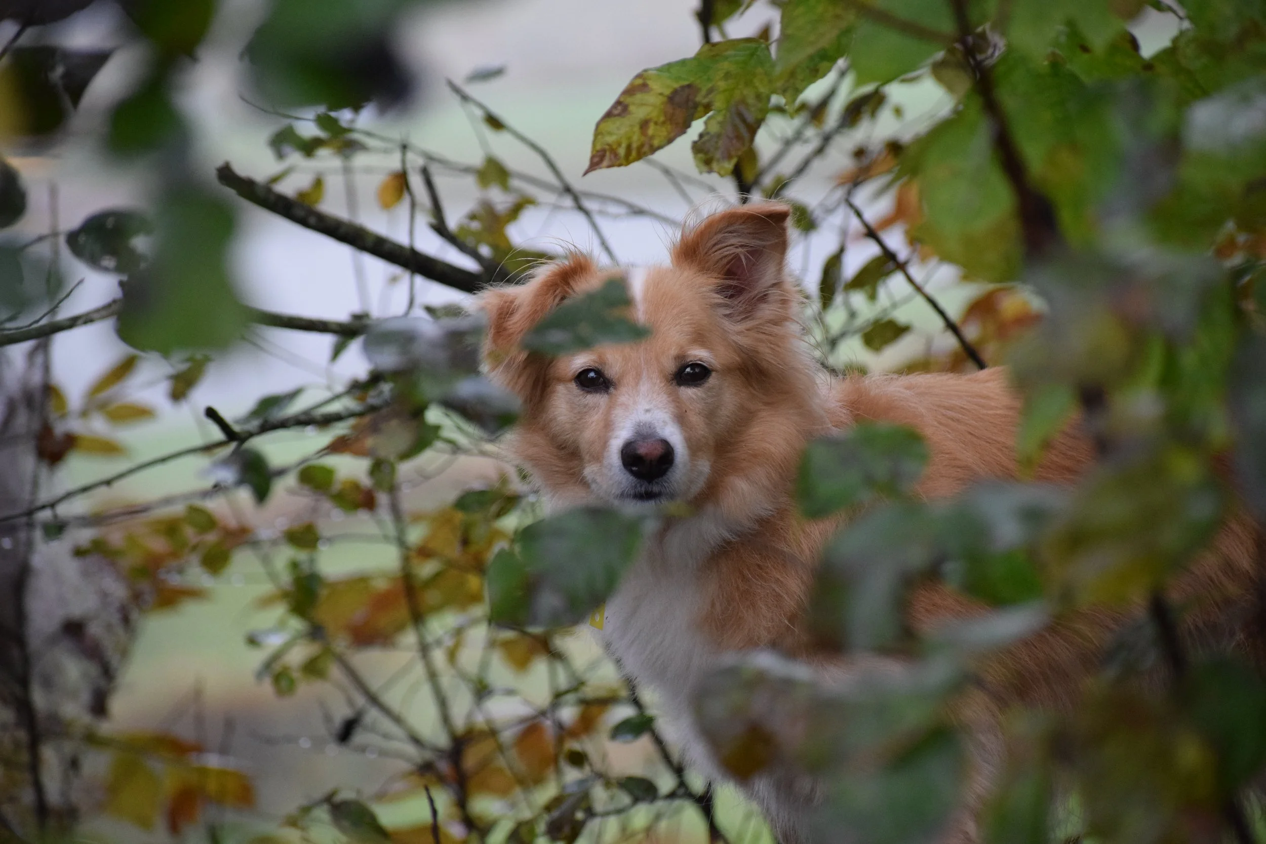 Rates — Eva's Dog Camp