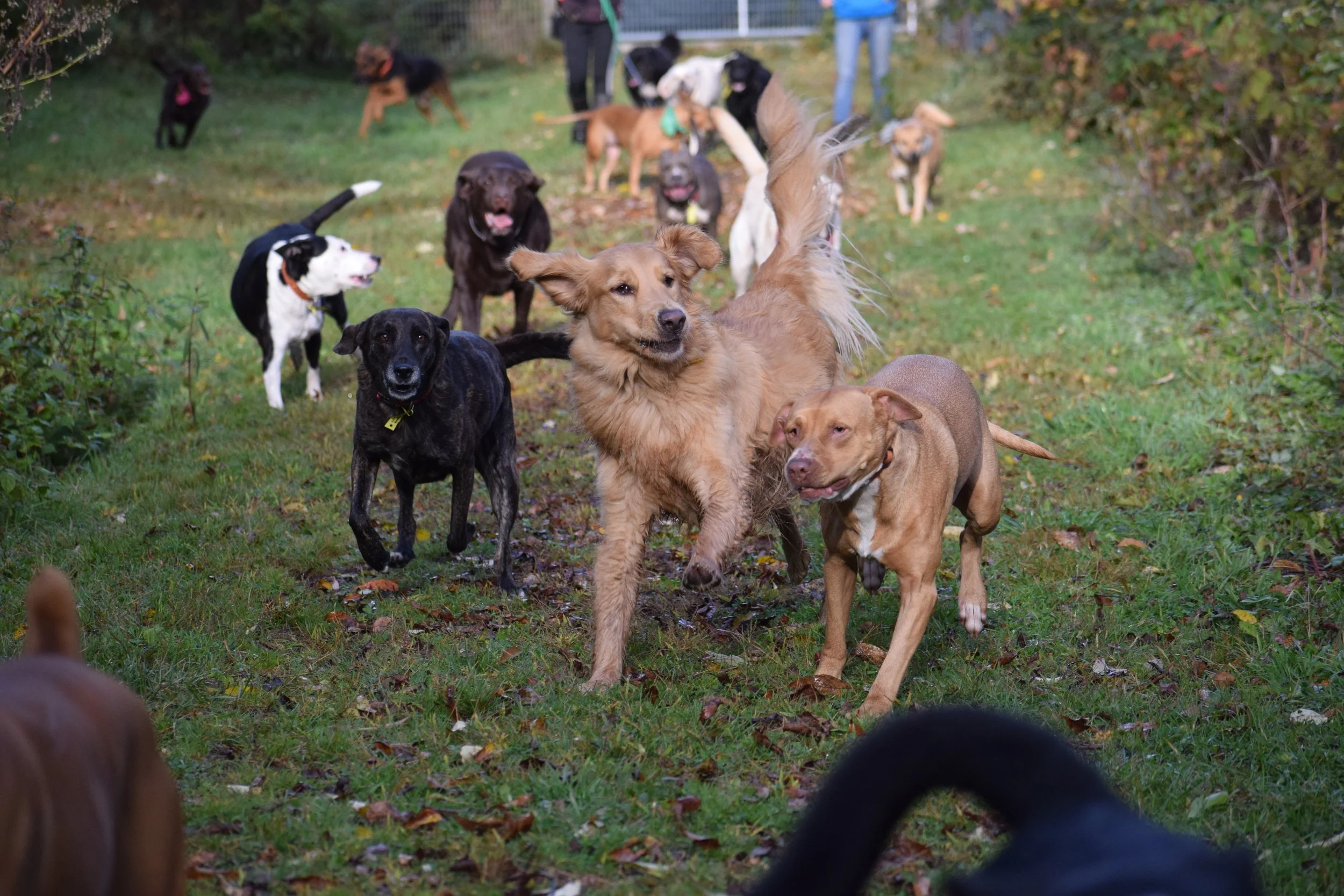 Rates — Eva's Dog Camp