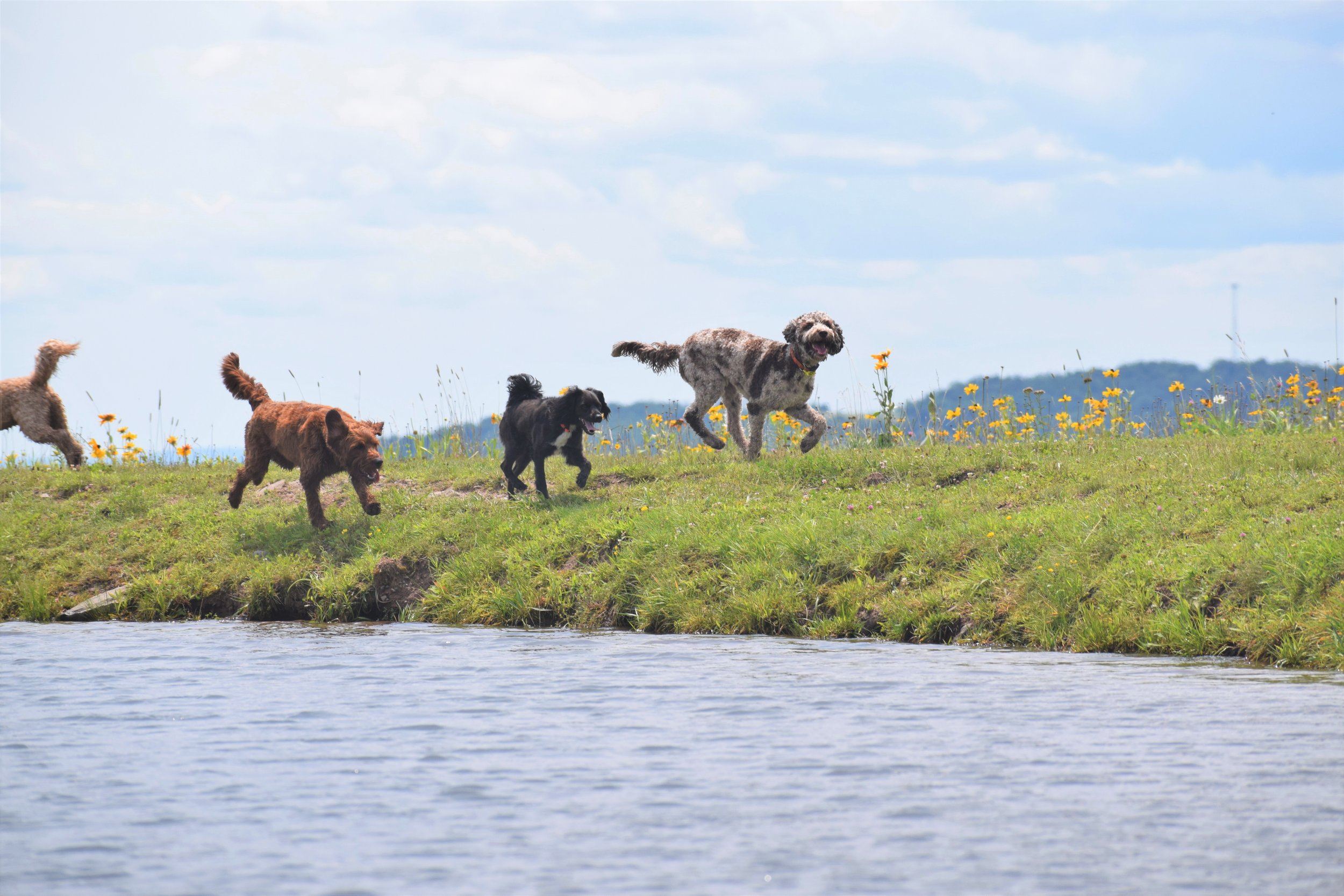 Dog Boarding Registration — Eva's Dog Camp