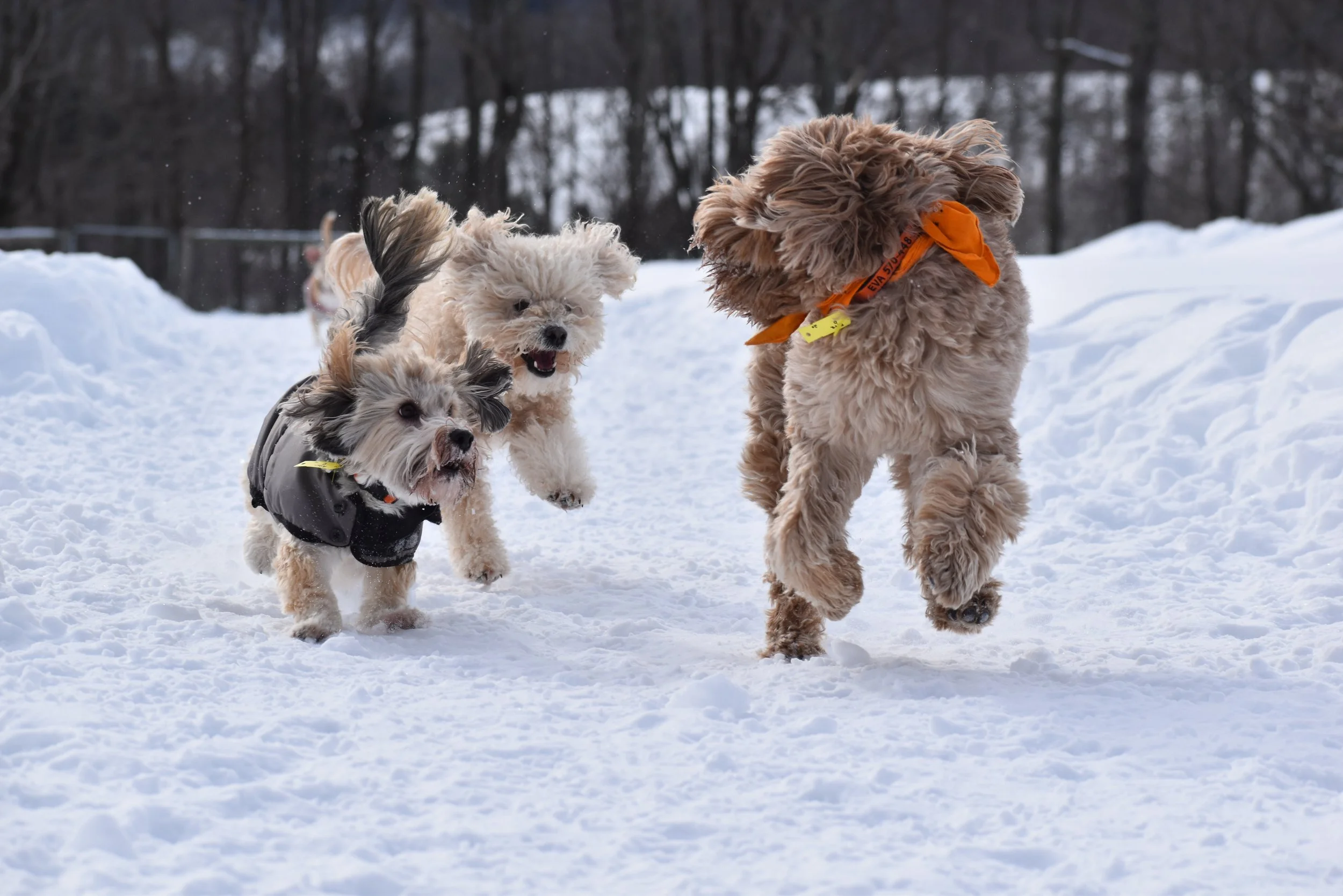 Countryside Dog Camp & Boarding | Dog Kennel Boarding | Doggy Daycare NEPA