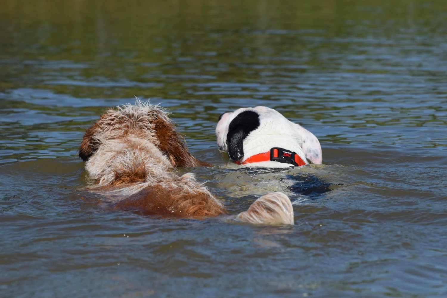 Countryside Dog Camp & Boarding | Dog Kennel Boarding | Doggy Daycare NEPA