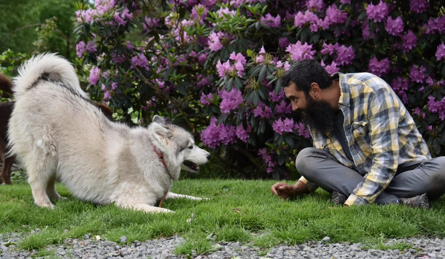 Countryside Dog Camp & Boarding | Dog Kennel Boarding | Doggy Daycare NEPA