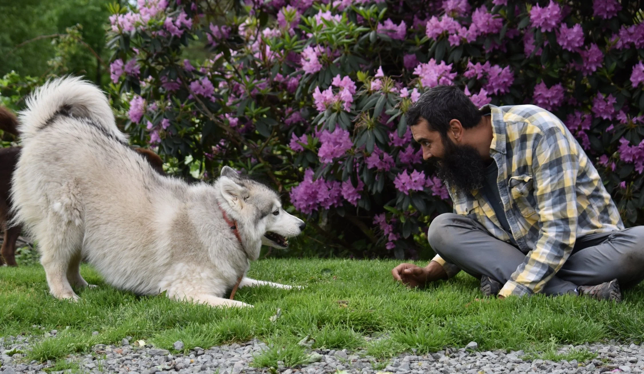 Countryside Dog Camp & Boarding | Dog Kennel Boarding | Doggy Daycare NEPA
