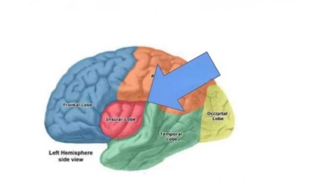 INSULAR LOBE — Richards on the Brain