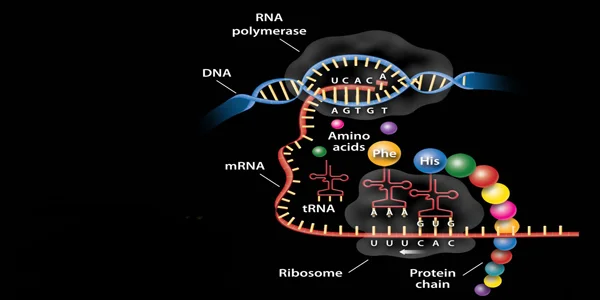 Rna Translation Diagram