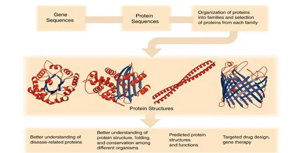 Protein Structure And Function