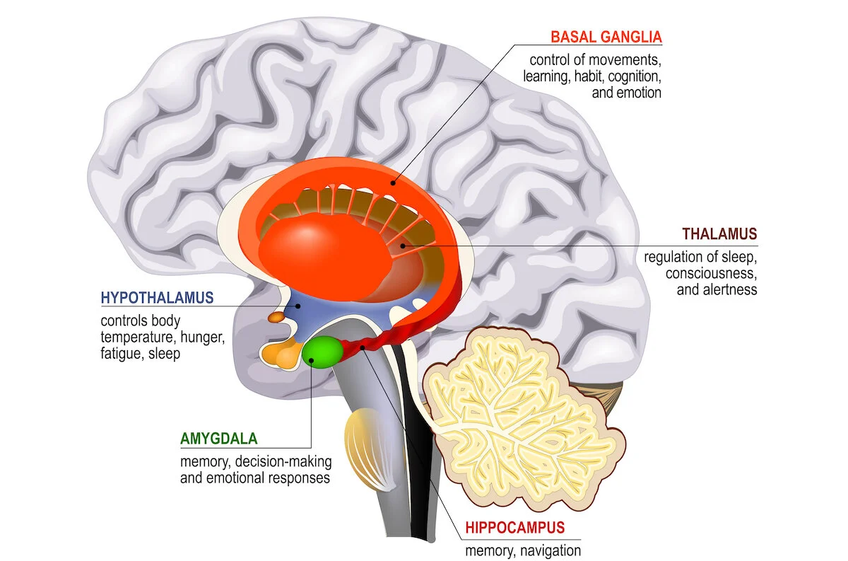 Researchers map how the brain regulates emotions _ brain regulating ...