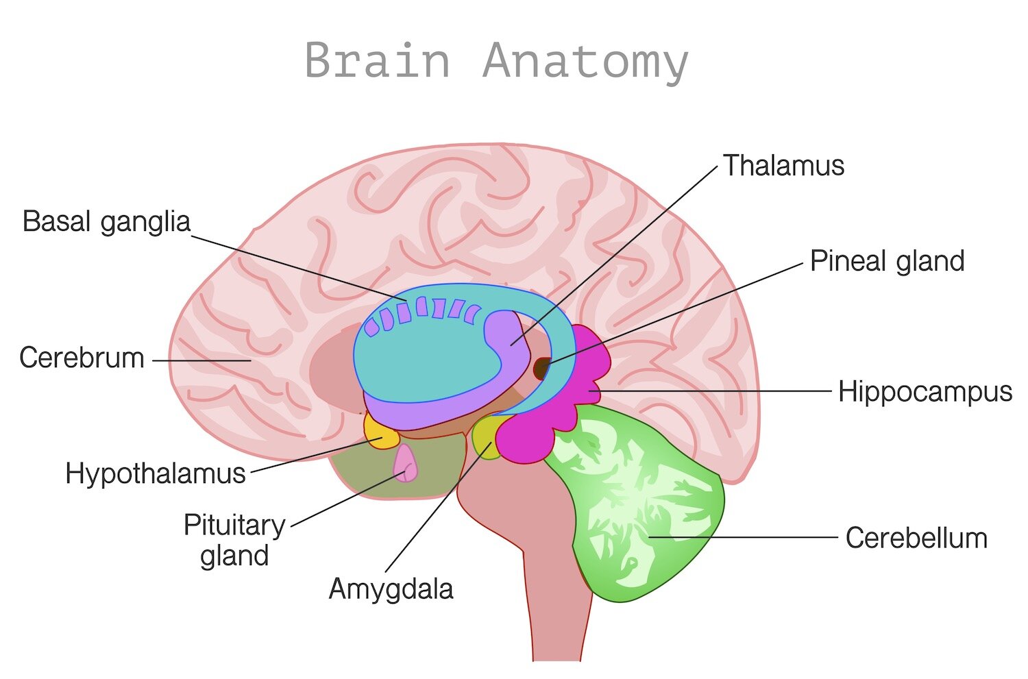 MEMORY STRUCTURES — Richards on the Brain MEMORY STRUCTURES — Richards on the Brain