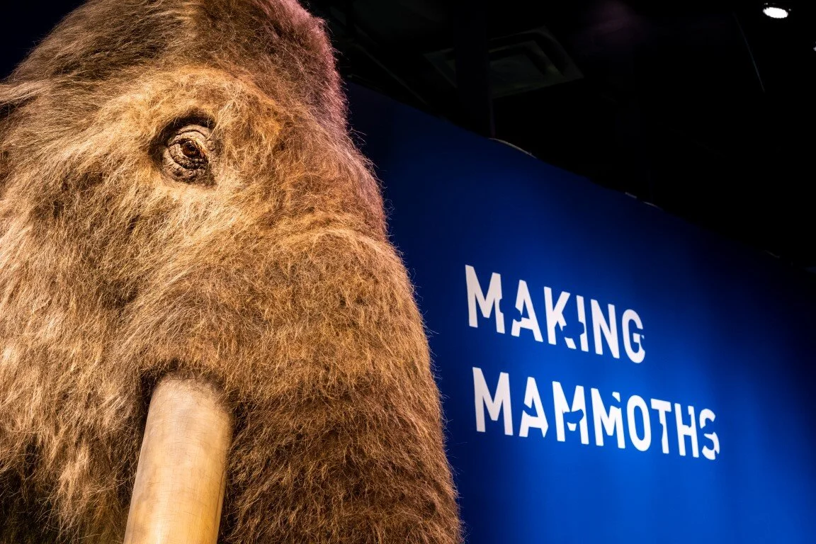 Making Mammoths — Focus Lighting - Architectural Lighting Design