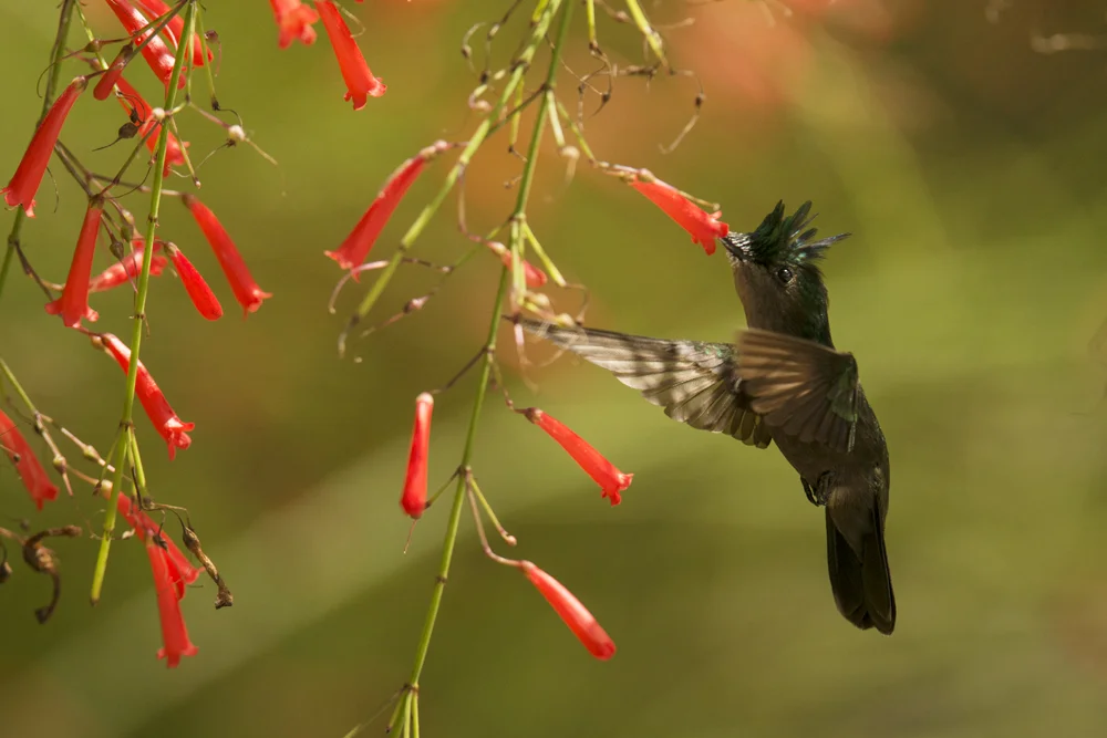1 WEEK TO PHOTOGRAPH THE BIRDS OF SAINT LUCIA — SAM HOBSON PHOTOGRAPHY