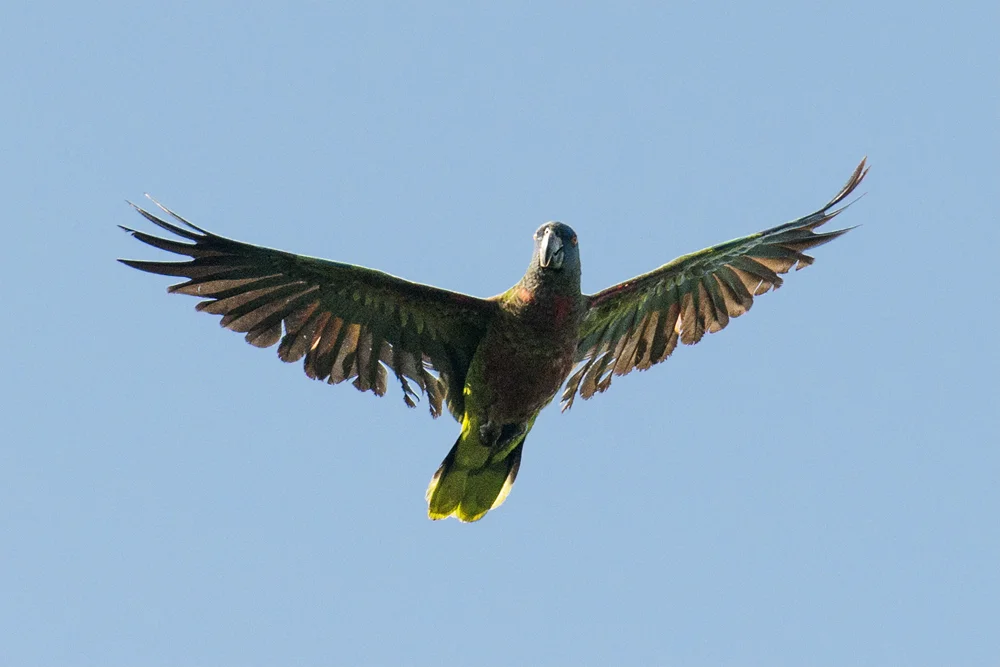 1 WEEK TO PHOTOGRAPH THE BIRDS OF SAINT LUCIA — SAM HOBSON PHOTOGRAPHY