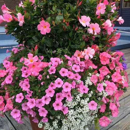 Country Flower Farms - Garden Center