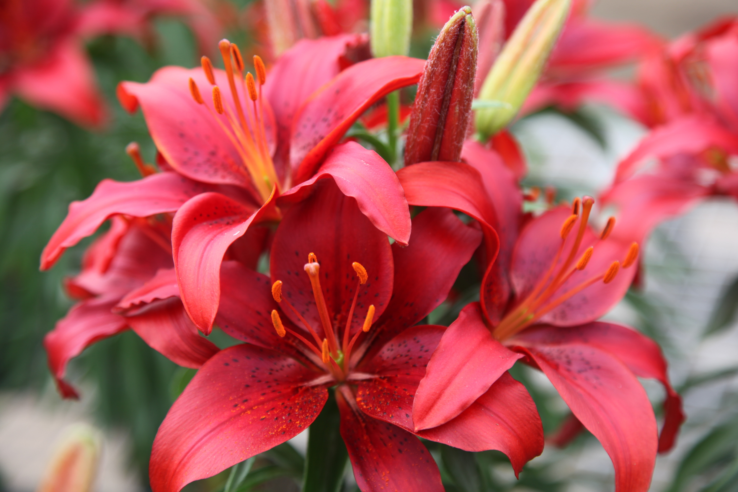 Country Flower Farms - Garden Center