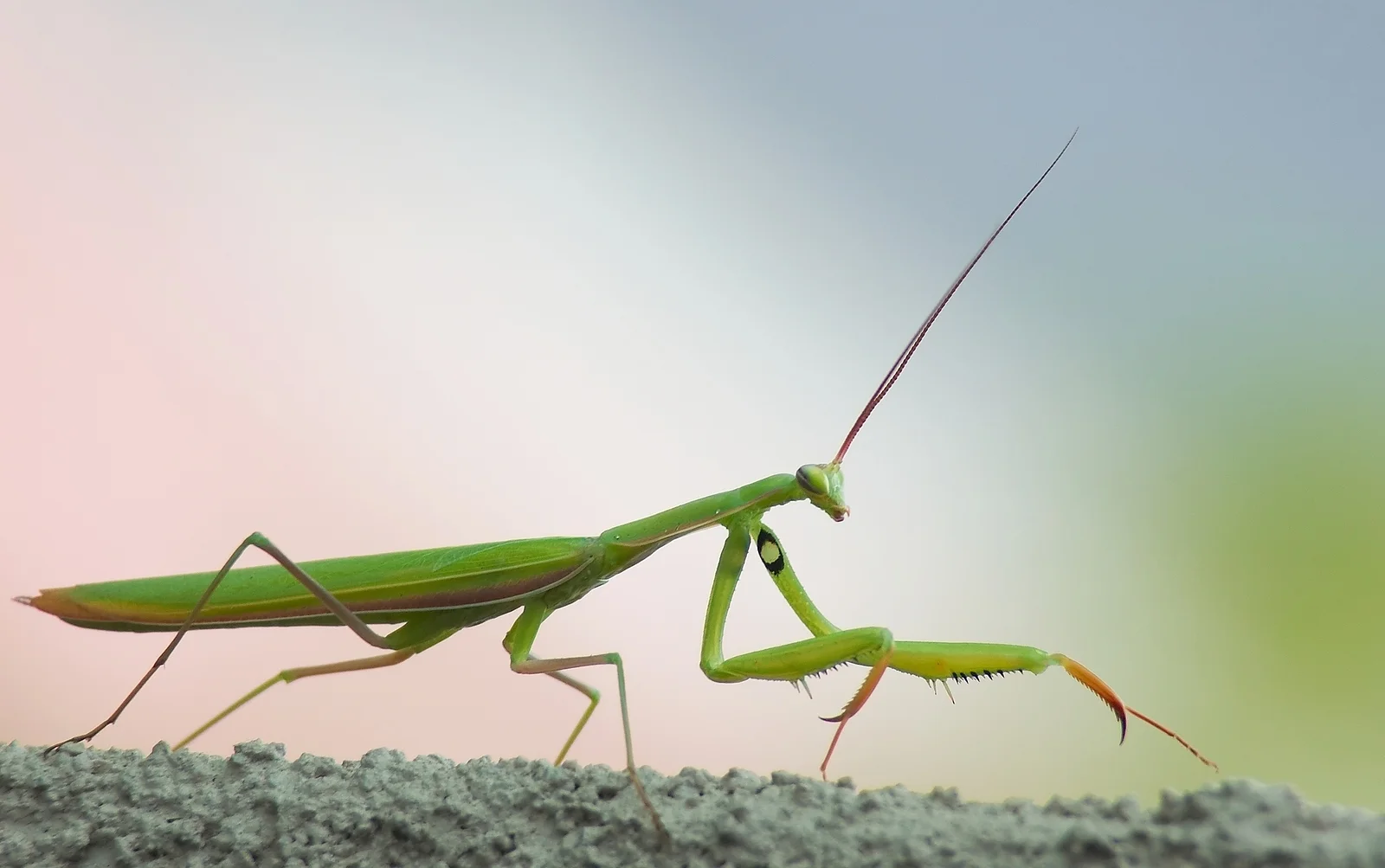 Blog Posts — Country Flower Farms