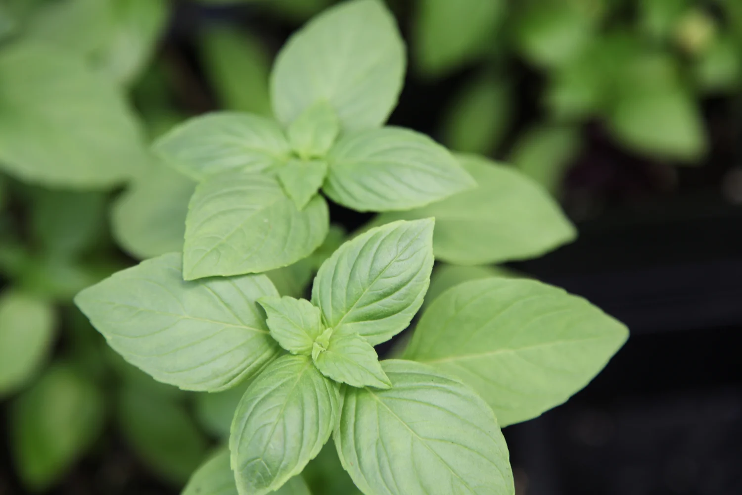 Year-Long Vegetable Planting Guide — Country Flower Farms