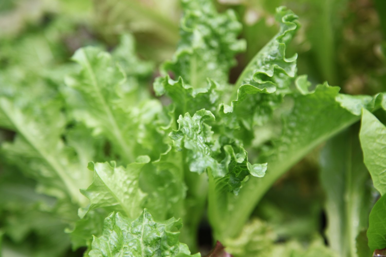 Year-Long Vegetable Planting Guide — Country Flower Farms