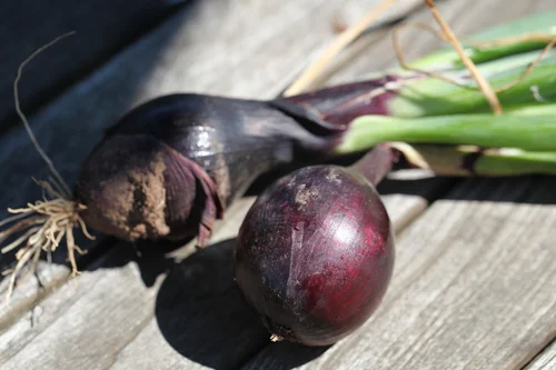 Year-Long Vegetable Planting Guide — Country Flower Farms