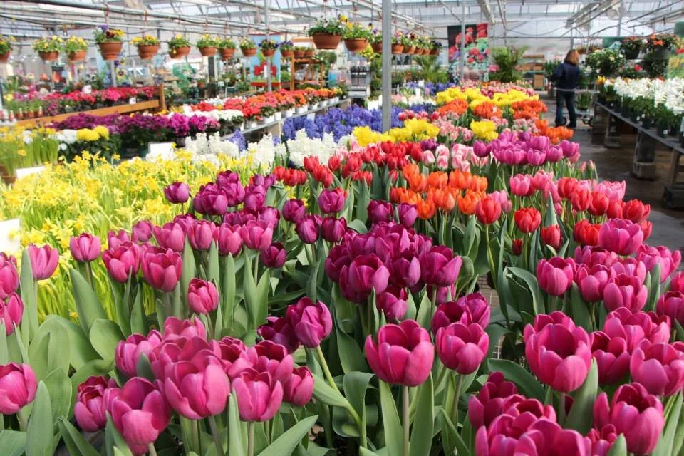 Country Flower Farms - Garden Center