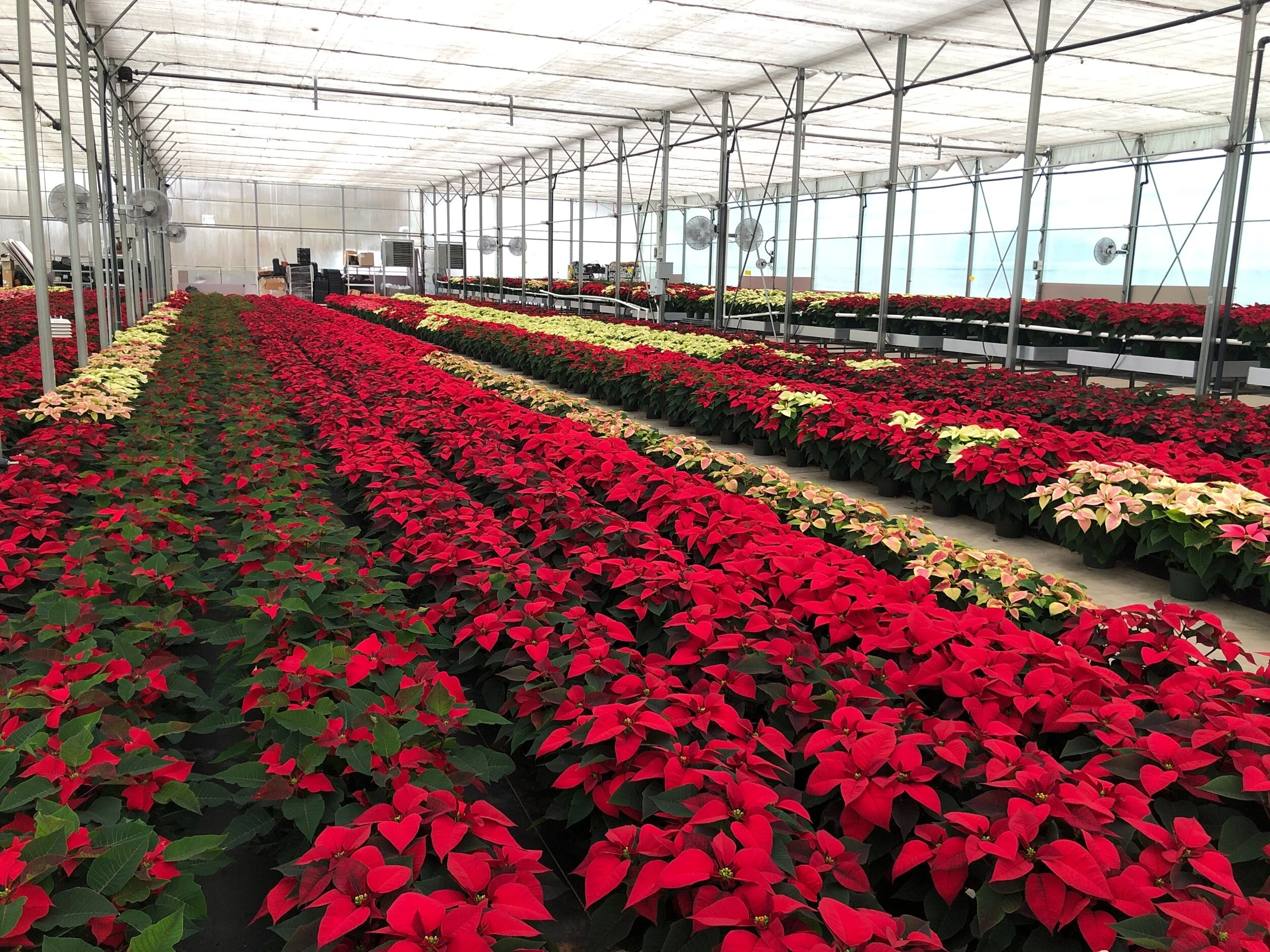 Country Flower Farms - Garden Center