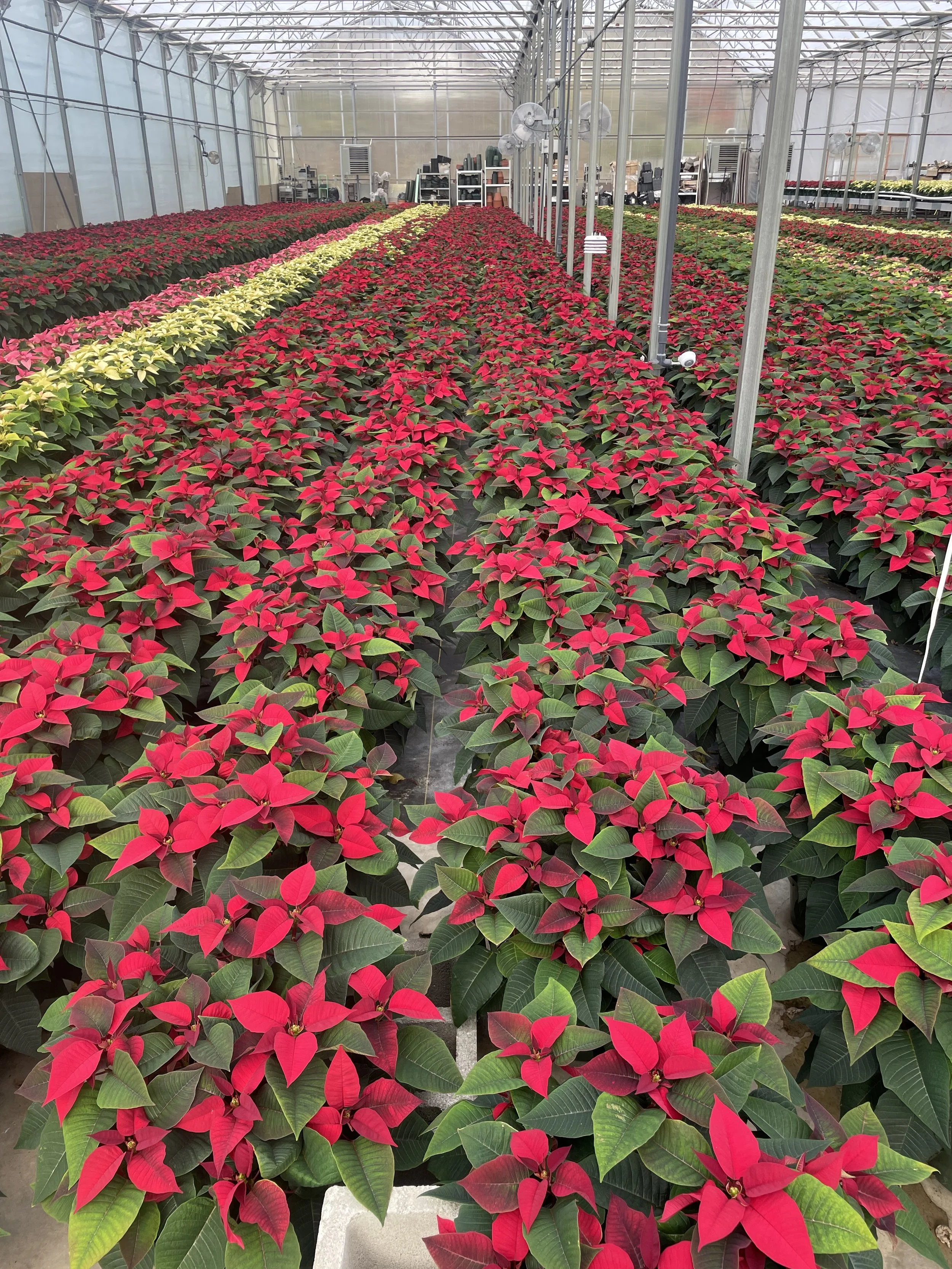 Country Flower Farms - Garden Center