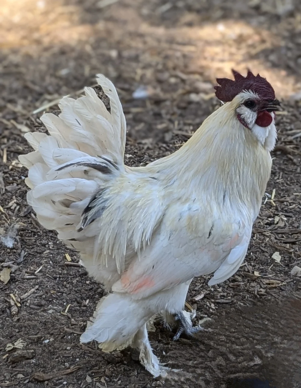Chickens — Kindred Spirits Care Farm
