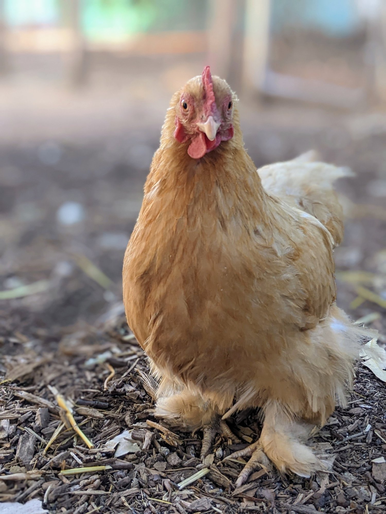 Chickens — Kindred Spirits Care Farm