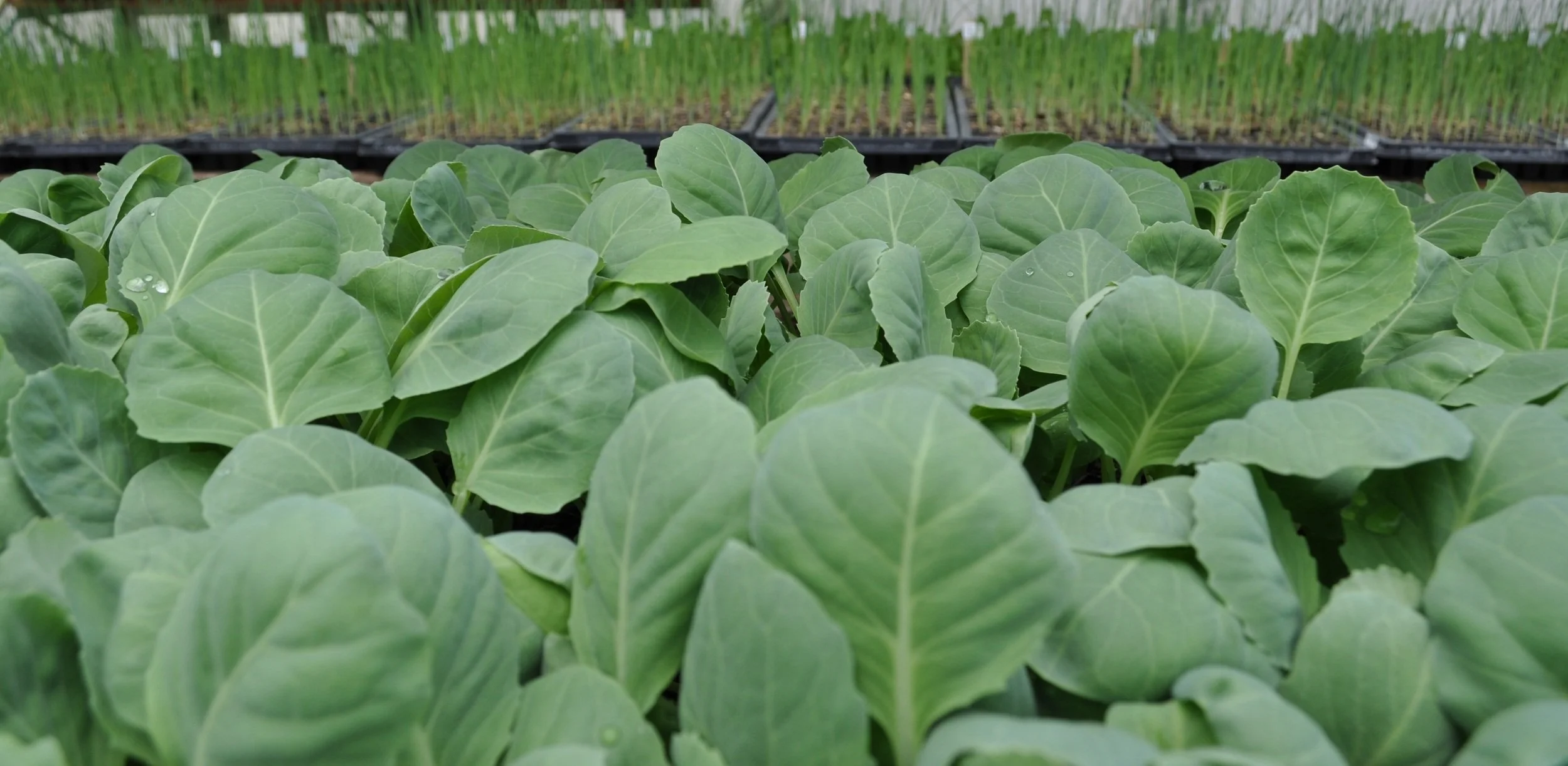 Our Story — SUGAR BEET FOOD CO-OP