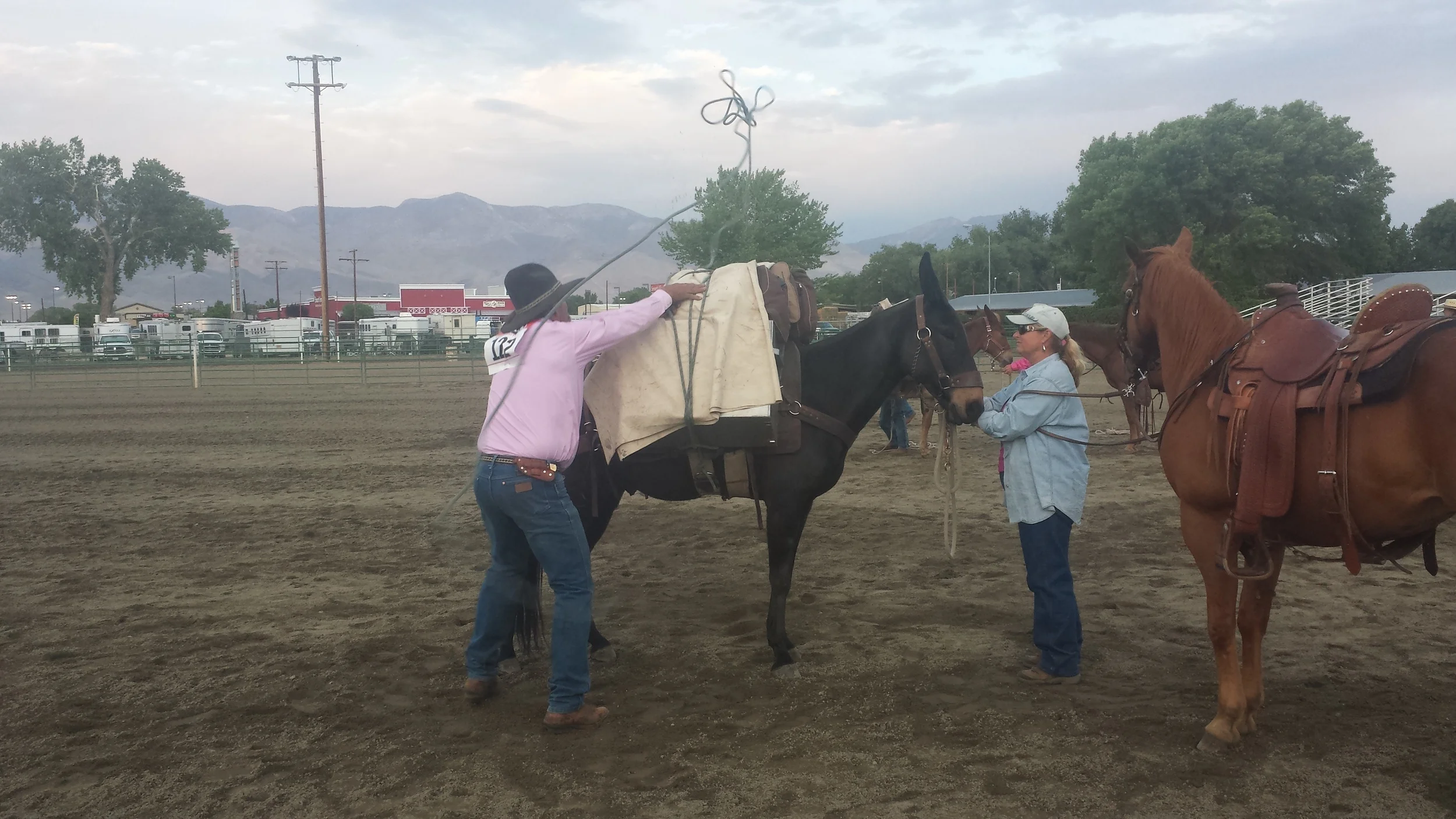 Bishop Mule Days 2014 — American Mule Association