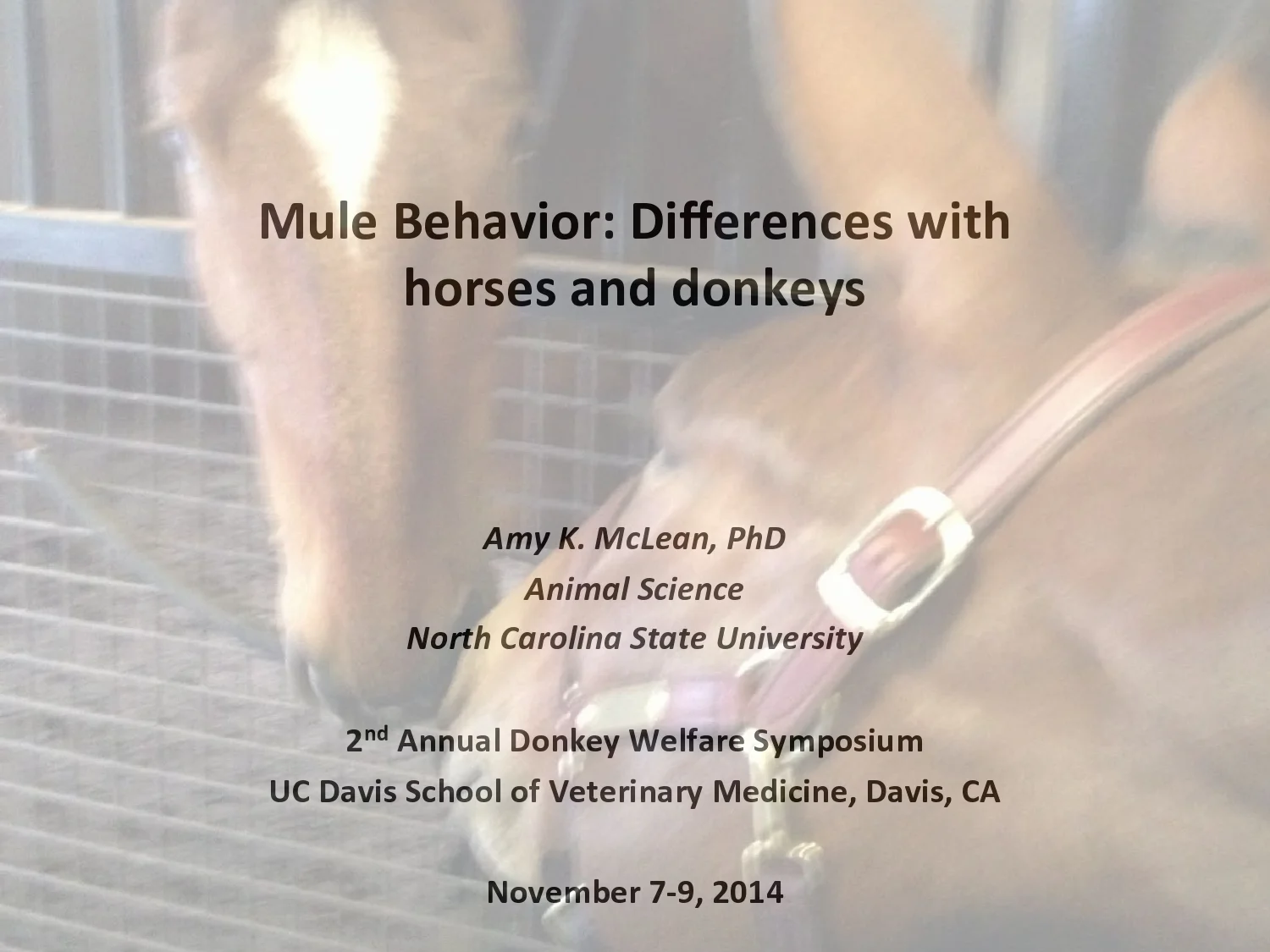 How To Differentiate Between A Donkey Horse And A Mule