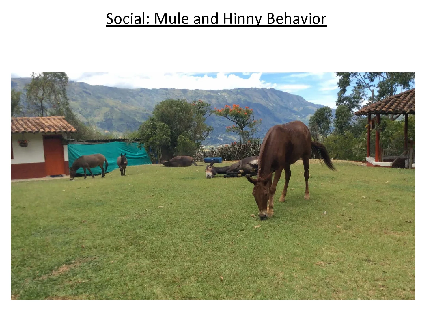 Mule Behavior: Differences with horses and donkeys — American Mule ...