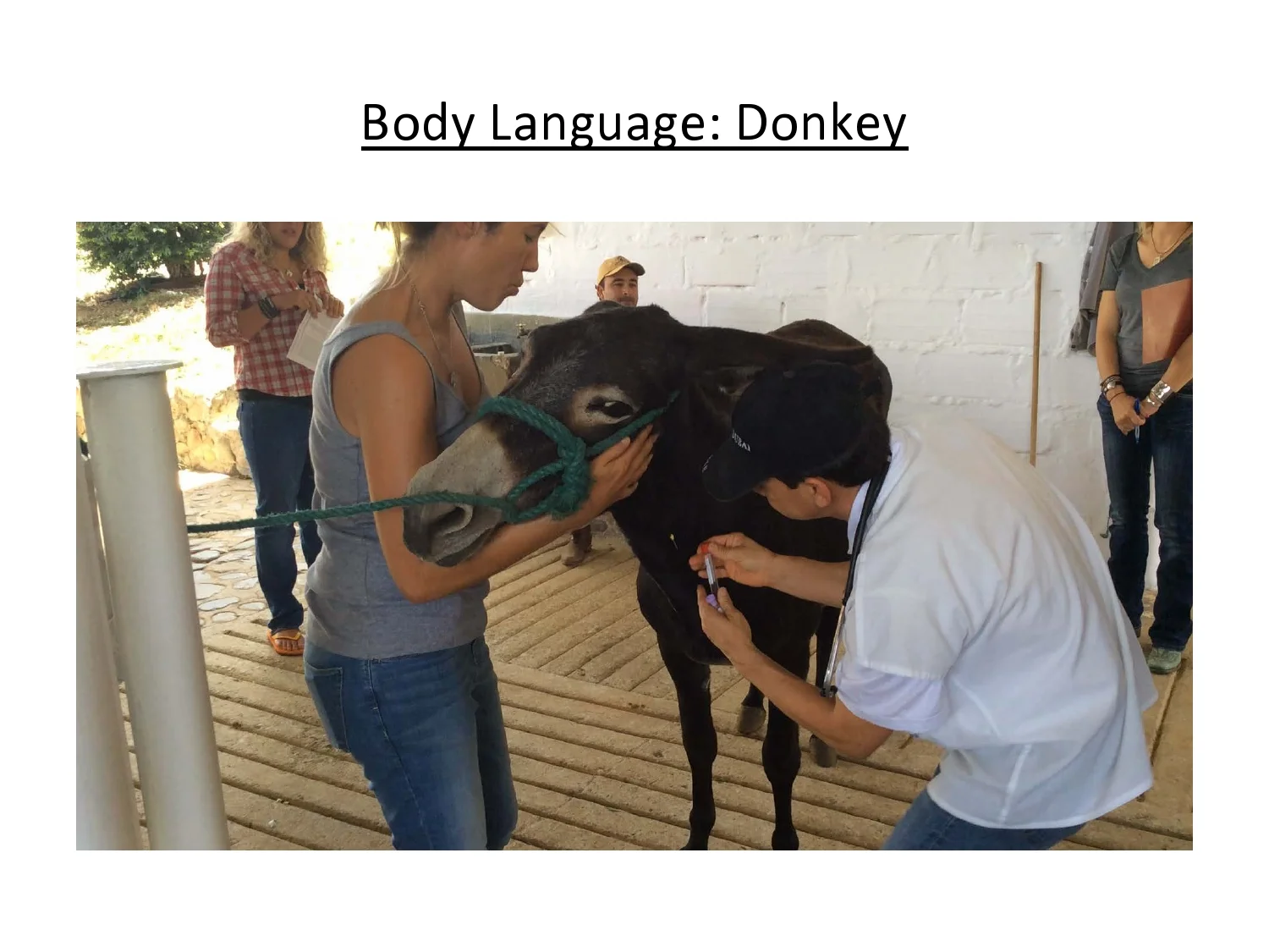 Mule Behavior: Differences with horses and donkeys — American Mule ...