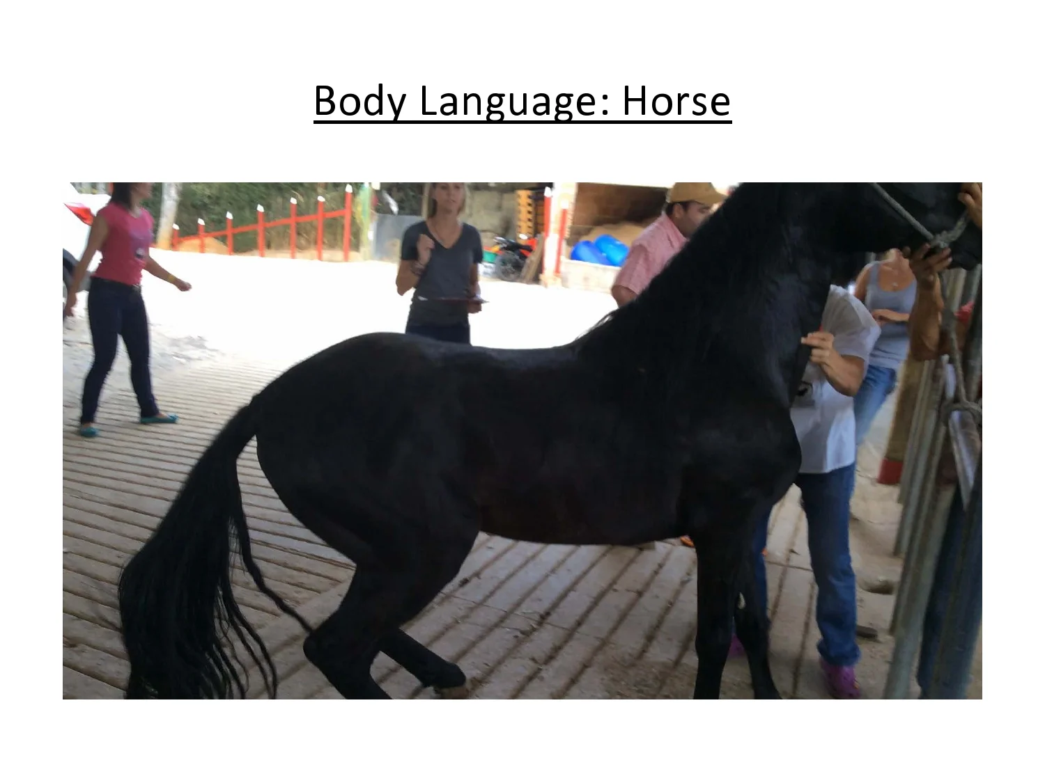 How To Differentiate Between A Donkey Horse And A Mule