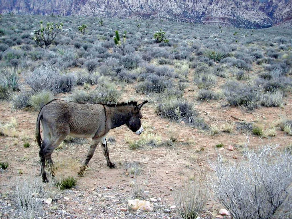 Radiographic and Computed Tomographic Anatomy — American Mule Association