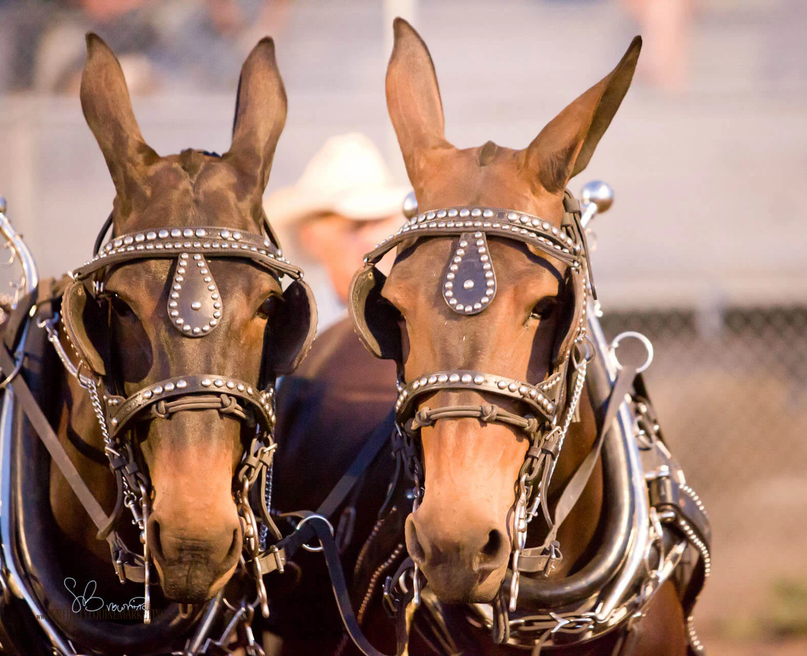 Mule Mania Classic — American Mule Association