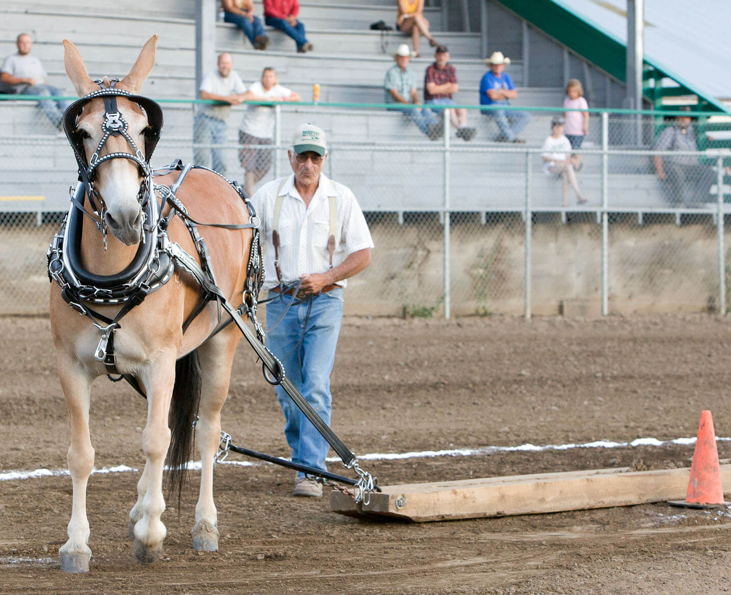 Mule Mania Classic — American Mule Association