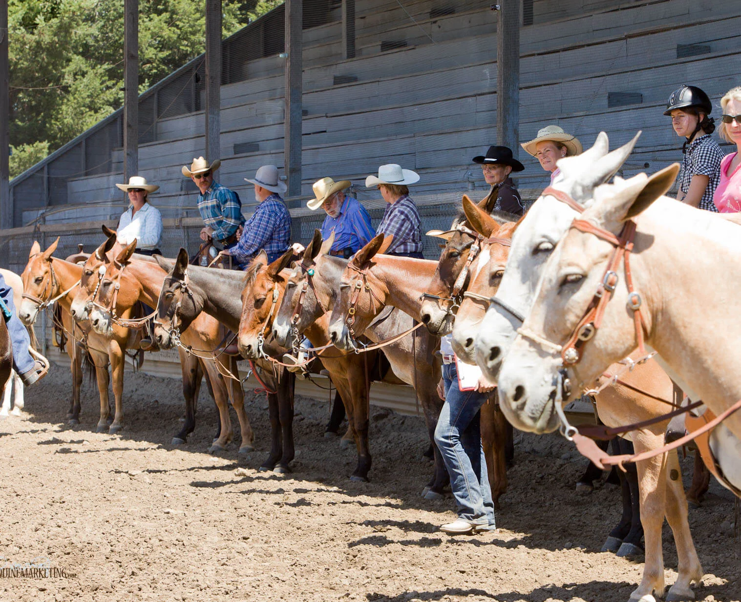 Mule Mania Classic — American Mule Association