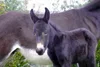 What's a hinny? — American Mule Association
