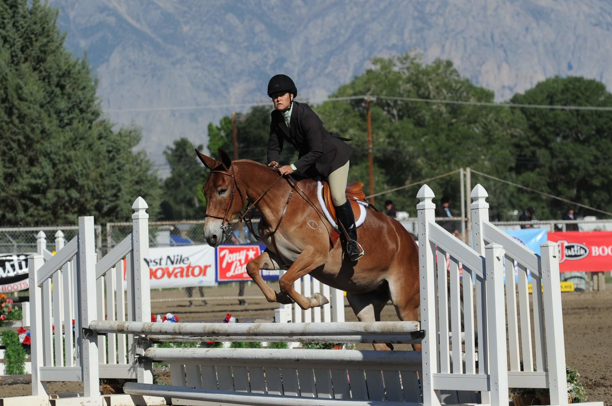 American Mule Association